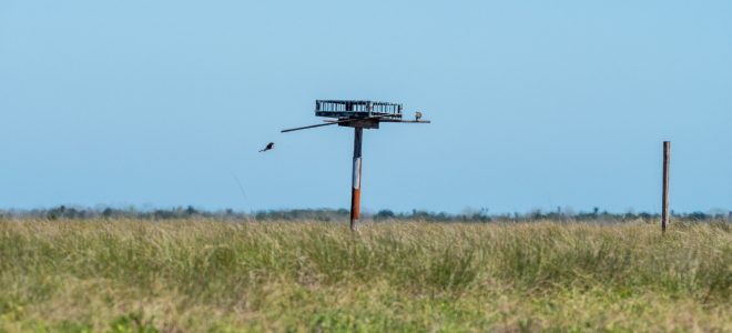 Aplomado Program Nesting Structures | The Peregrine Fund Aplomado Program Nesting Structures | The Peregrine Fund