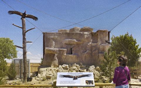 Visit | The Peregrine Fund