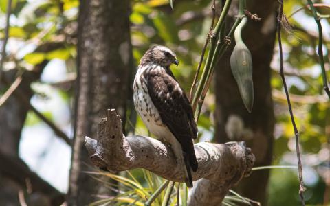 Puerto Rico Program | The Peregrine Fund