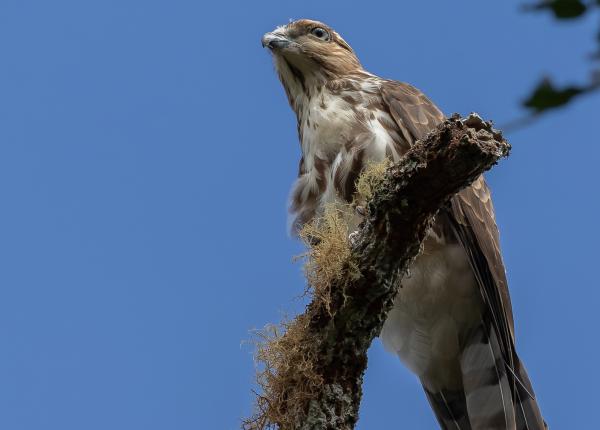 Madagascar Cuckoo-hawk | The Peregrine Fund