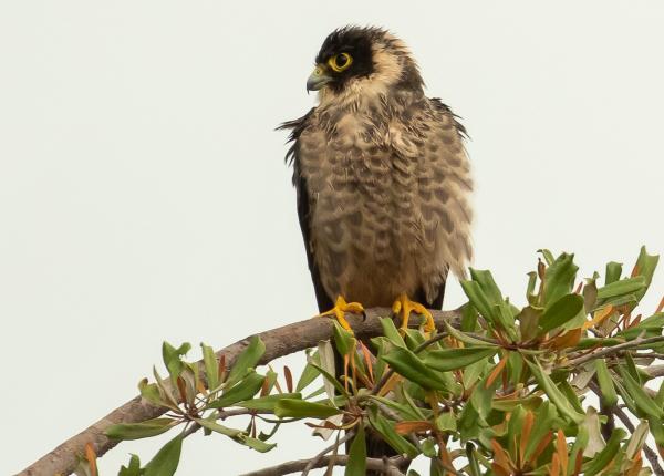 Sooty Falcon | The Peregrine Fund