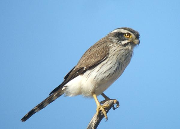 Spot Winged Falconet The Peregrine Fund