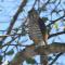 Cooper's Hawk | The Peregrine Fund