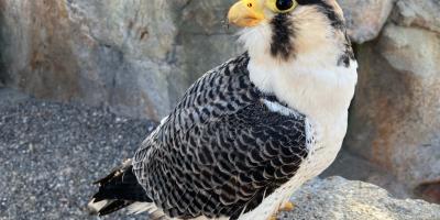 Peregrine Exhibit | The Peregrine Fund